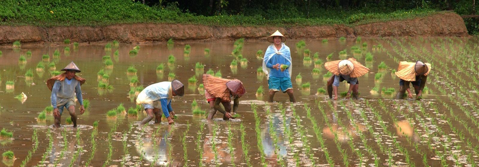 Asian Rice Farmers